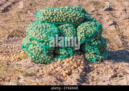 Bags of harvested potatoes in a field. Vegetable harvesting ...