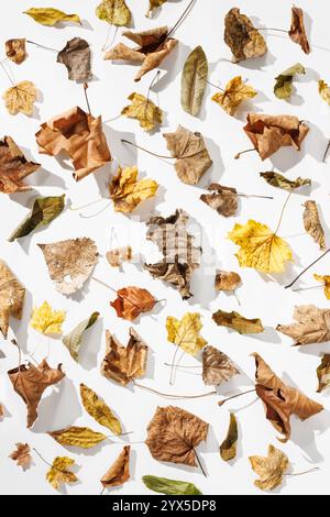 A harmonious representation of dry autumn leaves in shades of brown ...