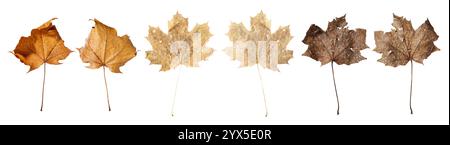 A series of maple leaves shows the transience of nature in a fine ...