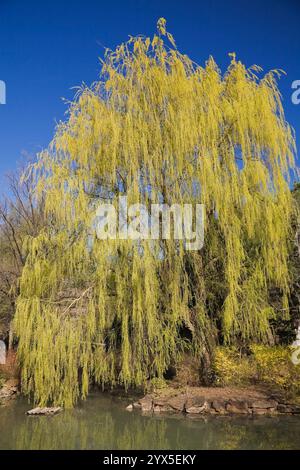 Spring sunshine on a weeping willow tree at Lowther Butts in Pickering ...