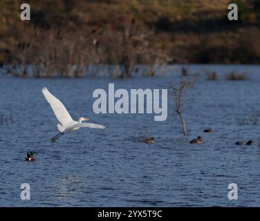 A white egret flying over the lake with green shore Stock Photo - Alamy