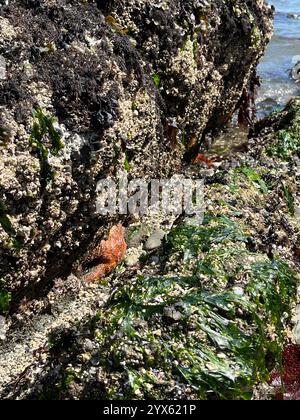 Vibrant marine ecosystem with seaweed and marine flora on a rocky ...