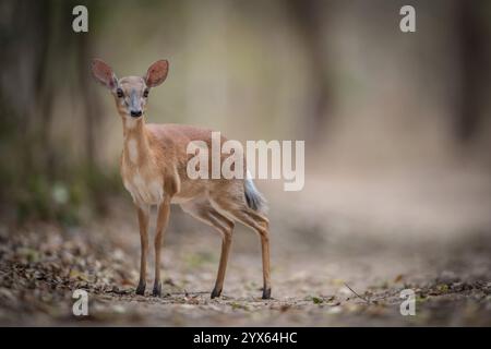 The suni, Nesotragus moschatus, is a pygmy antelope occurring in ...