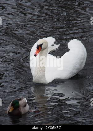 A vertical shot of a mallard duck swimming in the beach. Niesky ...