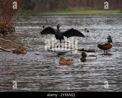 Mallards (anas platyrhynchos) and great cormorant (Phalacrocorax carbo ...