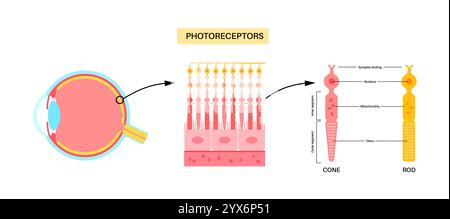 Photoreceptor cells, illustration Stock Photo - Alamy