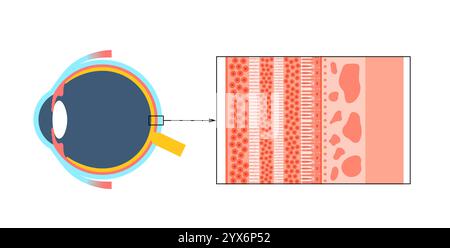 Retina structure, illustration Stock Photo - Alamy