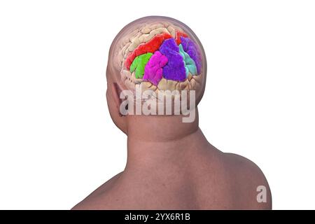 Computer illustration of the parietal gyri showing the postcentral ...