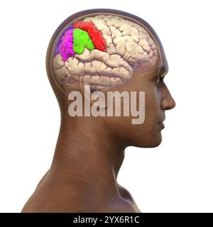 Computer illustration of the parietal gyri showing the postcentral ...