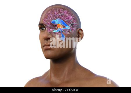 Computer illustration showing the third brain ventricle, a vital ...