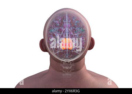 Computer illustration of the human brain with the pons highlighted in ...