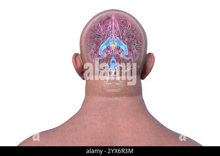 Computer illustration showing the third brain ventricle, a vital ...