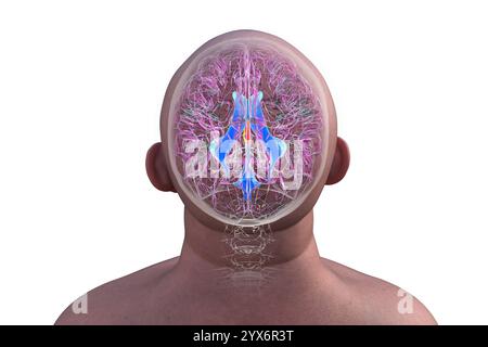 Computer illustration showing the third brain ventricle, a vital ...