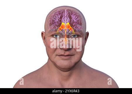Ventricular system of the brain, computer illustration. The ventricles ...
