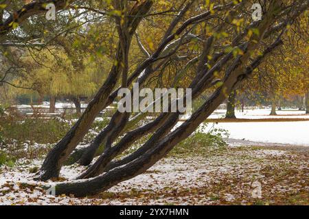 Prevailing winds, tops of trees grow, during winter months, natural ...