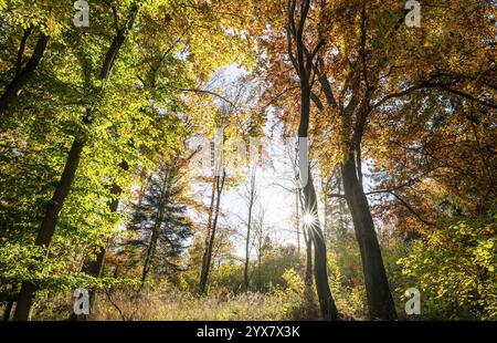 A sun star in the colourful deciduous forest in autumn, Hanover, Lower ...