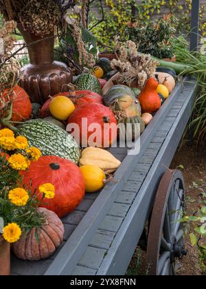 English Pumpkins and Squash varieties on display at a typical UK farm ...
