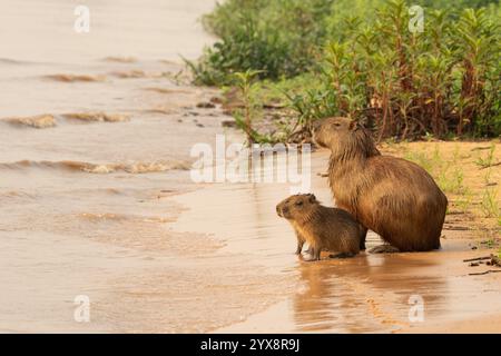 Capybara babies on beach together alone by river in Pantanal Brazil ...