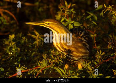 American Bittern (Botaurus lentiginosus), Sacramento National Wildlife ...