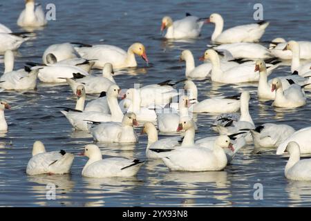 Ross's Geese (Anser rossii), Colusa National Wildlife Refuge ...
