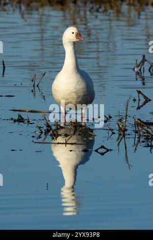Ross's Geese (Anser rossii), Colusa National Wildlife Refuge ...
