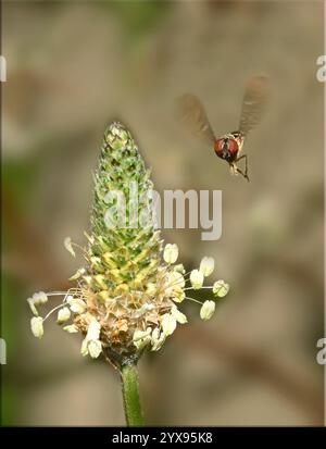 A hoverfly, Common dainty, Baccha elongata, searching for pollen on a ...