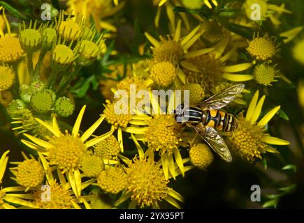A buzzing fly on a yellow flower Stock Photo - Alamy
