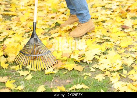 gathering fallen leaves with fan rake on backyard on sunny autumn day ...