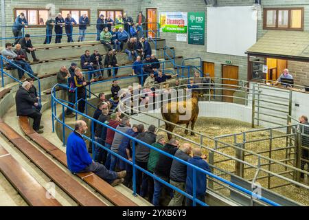 Cork Cattle Mart in Skibbereen, West Cork, Ireland Stock Photo - Alamy