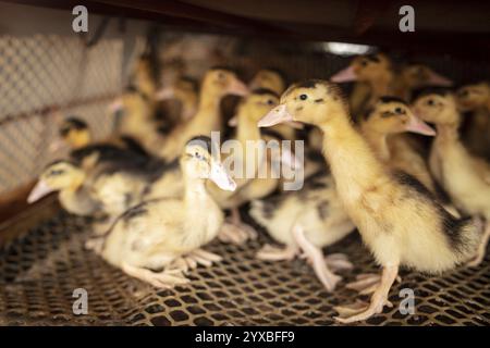 Ducklings in rearing station, Jiang Su Salted Duck Farming Co. Ltd ...