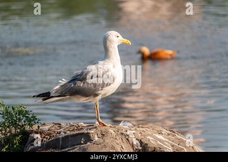 Seagull sits on stone cliff at the sea shore. The European herring gull ...