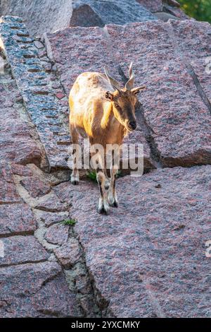 Markhor female on the rock. Latin name - Capra falconeri. Wild goat ...