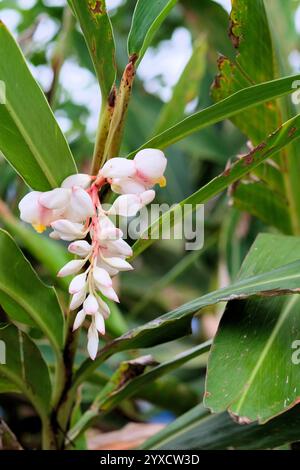 Flowering Alpinia Zerumbet Variegata ginger plant with long leaf blades ...