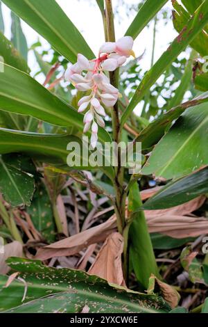 Flowering Alpinia Zerumbet Variegata ginger plant with long leaf blades ...