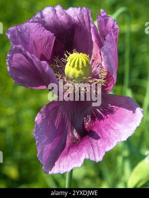 closeup of blossoming purple opium poppy flower (papaver somniferum ...
