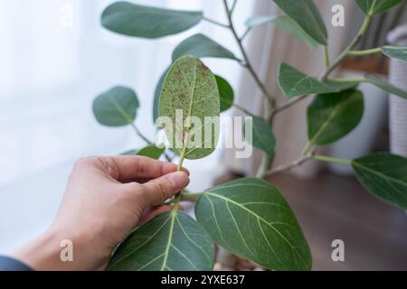 Rubber tree rust disease Stock Photo - Alamy