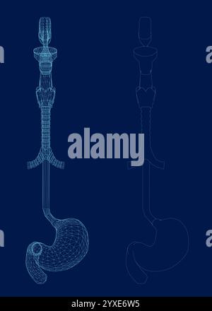 Part of a Human Digestive system. Esophagus, Stomach, Duodenum, Small ...