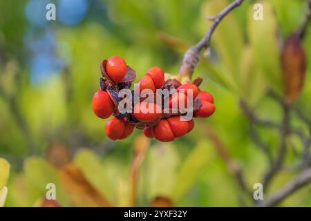 Red fruits of Magnolia loebneri. The deciduous, compact multi-stemmed ...