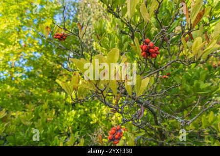 Red fruits of Magnolia loebneri. The deciduous, compact multi-stemmed ...