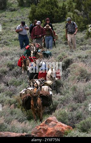 Goat Packing in Lander, Wyoming Stock Photo - Alamy