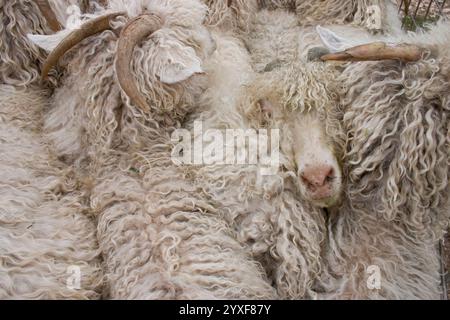 Angora goat shearing, Sonora, Texas Stock Photo - Alamy