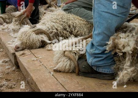 Angora goat shearing, Sonora, Texas Stock Photo - Alamy