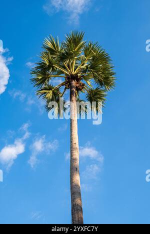 toddy palm tropical fruit on banana leaf Stock Photo - Alamy