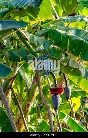 Blue java banana fruits hanging on banana plant with flower buds at the ...