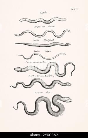 Antique snake illustration by Joannes Jonstonus. 17th-century engraving ...