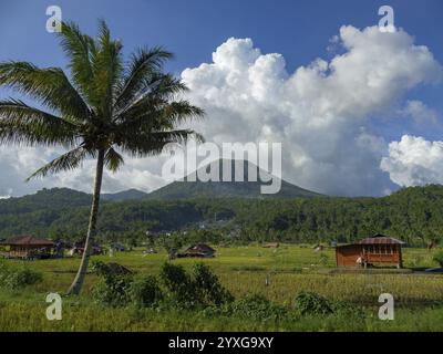 Landscape with rice paddies, Lokon volcano, Tomohon, Manado, Sulawesi ...
