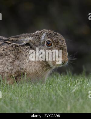 Profile view of hare head Stock Photo - Alamy
