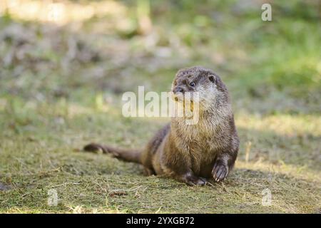 Eurasian otter (Lutra lutra) on a meadow in the bavarian forest ...