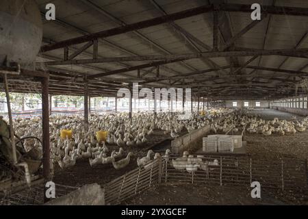 Ducks ready for slaughter, Jiang Su Salted Duck Farming Co. Ltd, Xiang ...