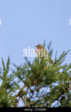 The male Linnet eats seeds and insects. This photo was taken at Turvey ...